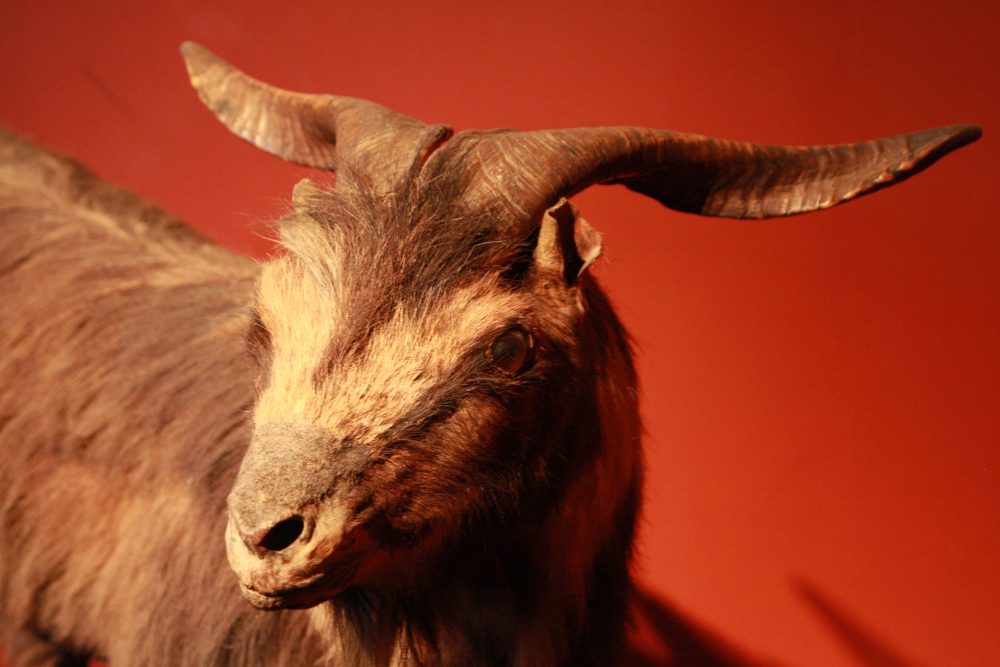 Museu do Ceará comemora 90 anos com programação especial sobre ...